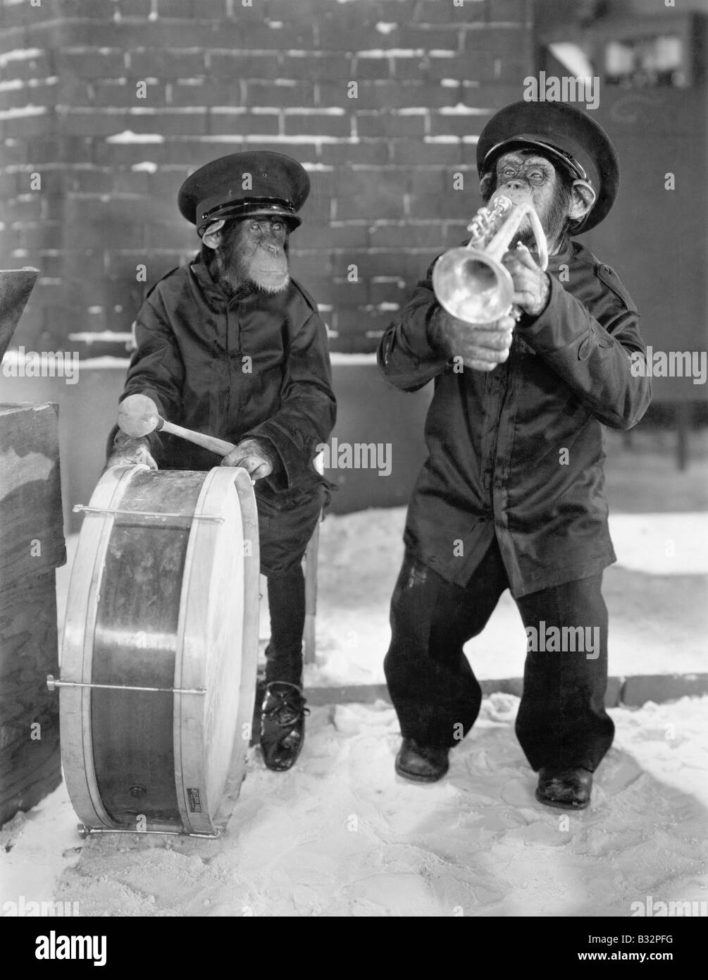 Chimpanzees playing music Stock Photo - Alamy