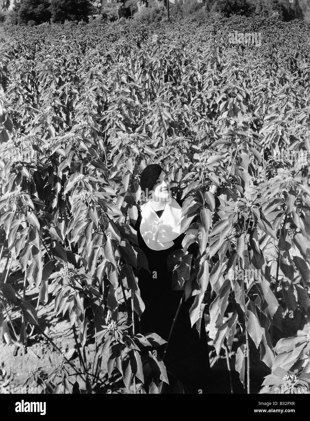 Large tall plants Black and White Stock Photos & Images - Alamy