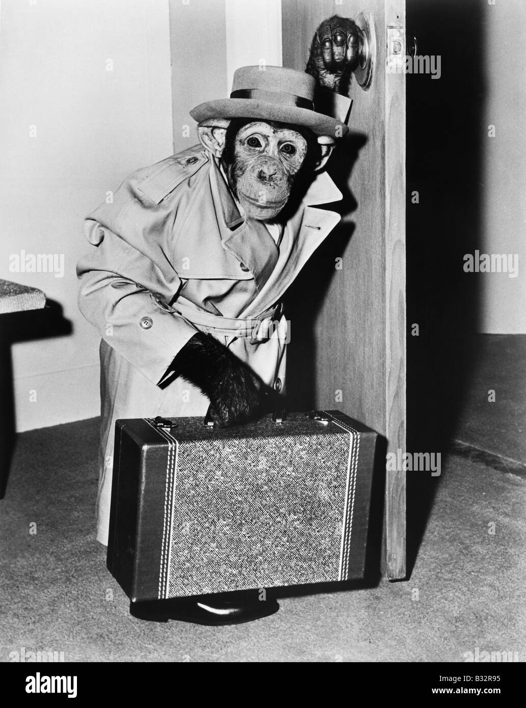 Coat monkeys hi-res stock photography and images - Alamy