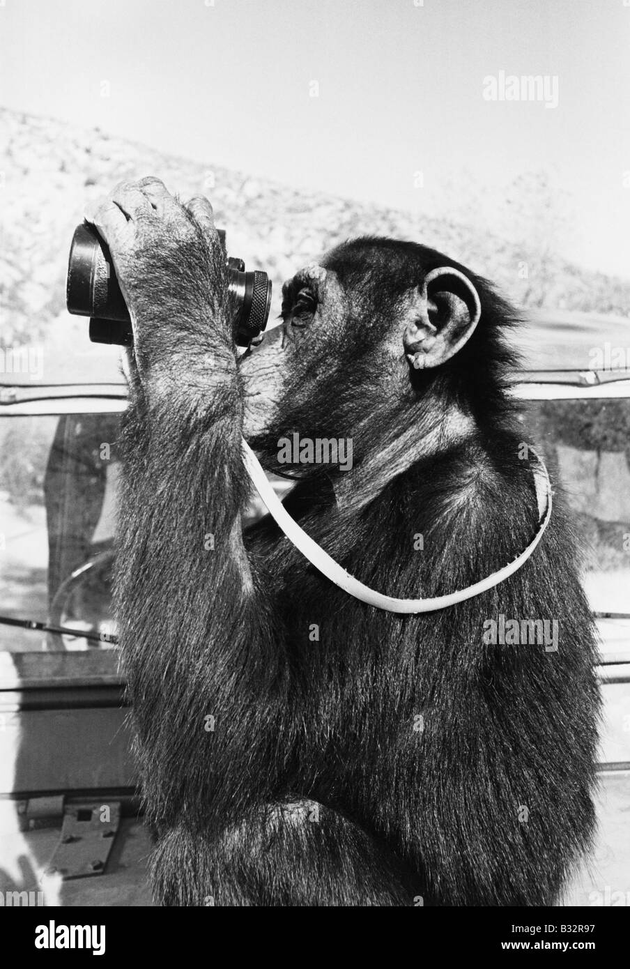 Chimpanzee looking through binoculars Stock Photo - Alamy