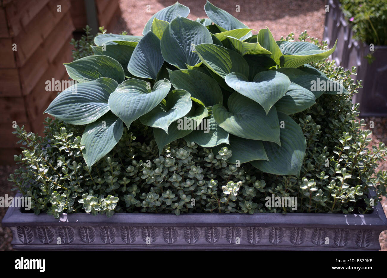 Hosta sieboldiana hi-res stock photography and images - Alamy