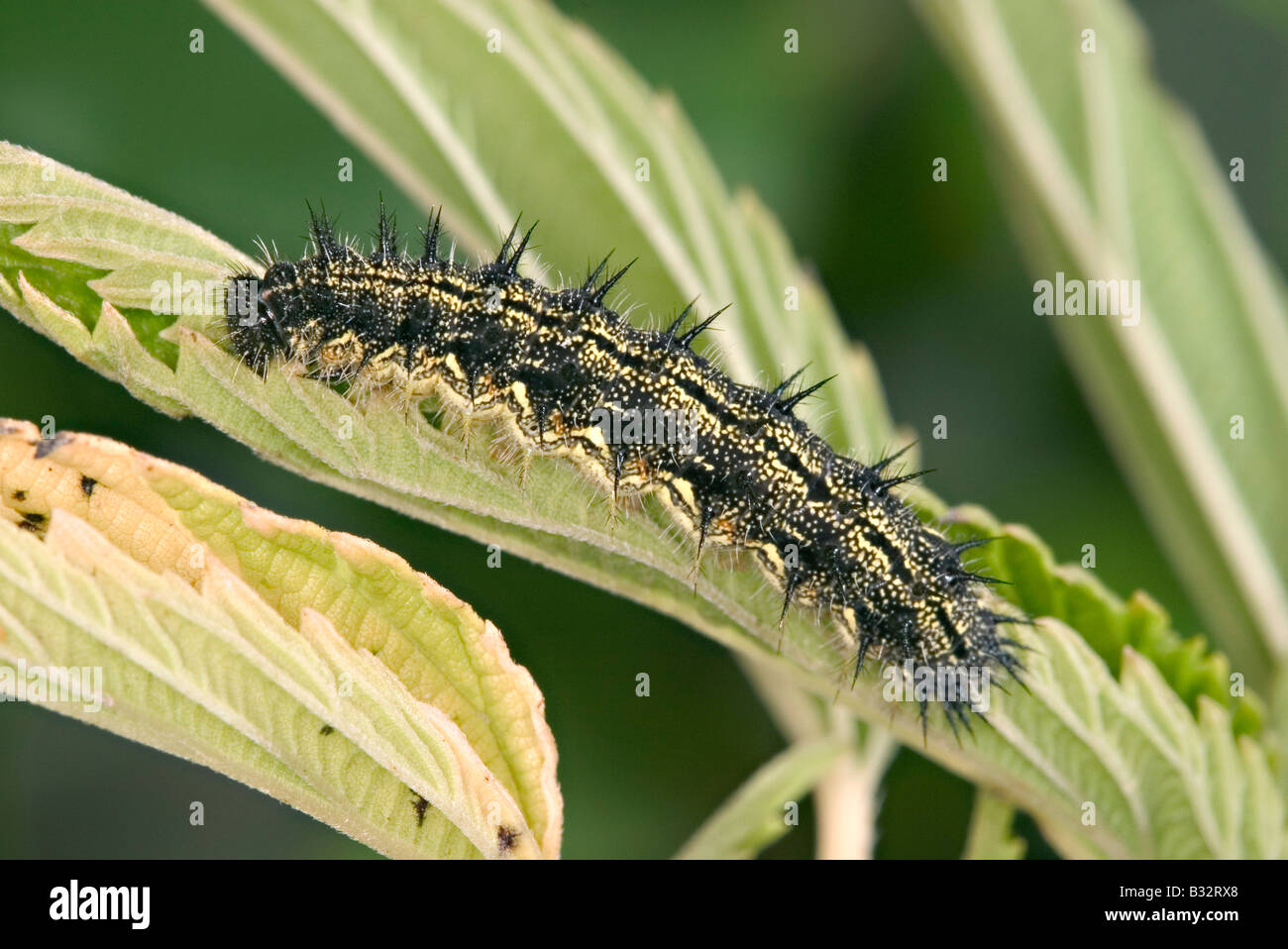 Tortoiseshell butterfly caterpillar hi-res stock photography and images ...