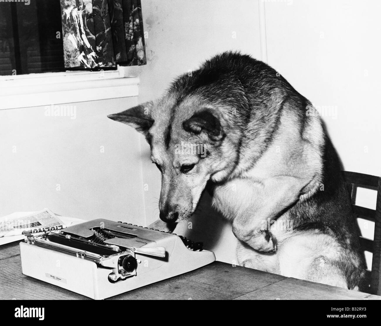 Dog sitting on a chair looking at the typewriter Stock Photo - Alamy