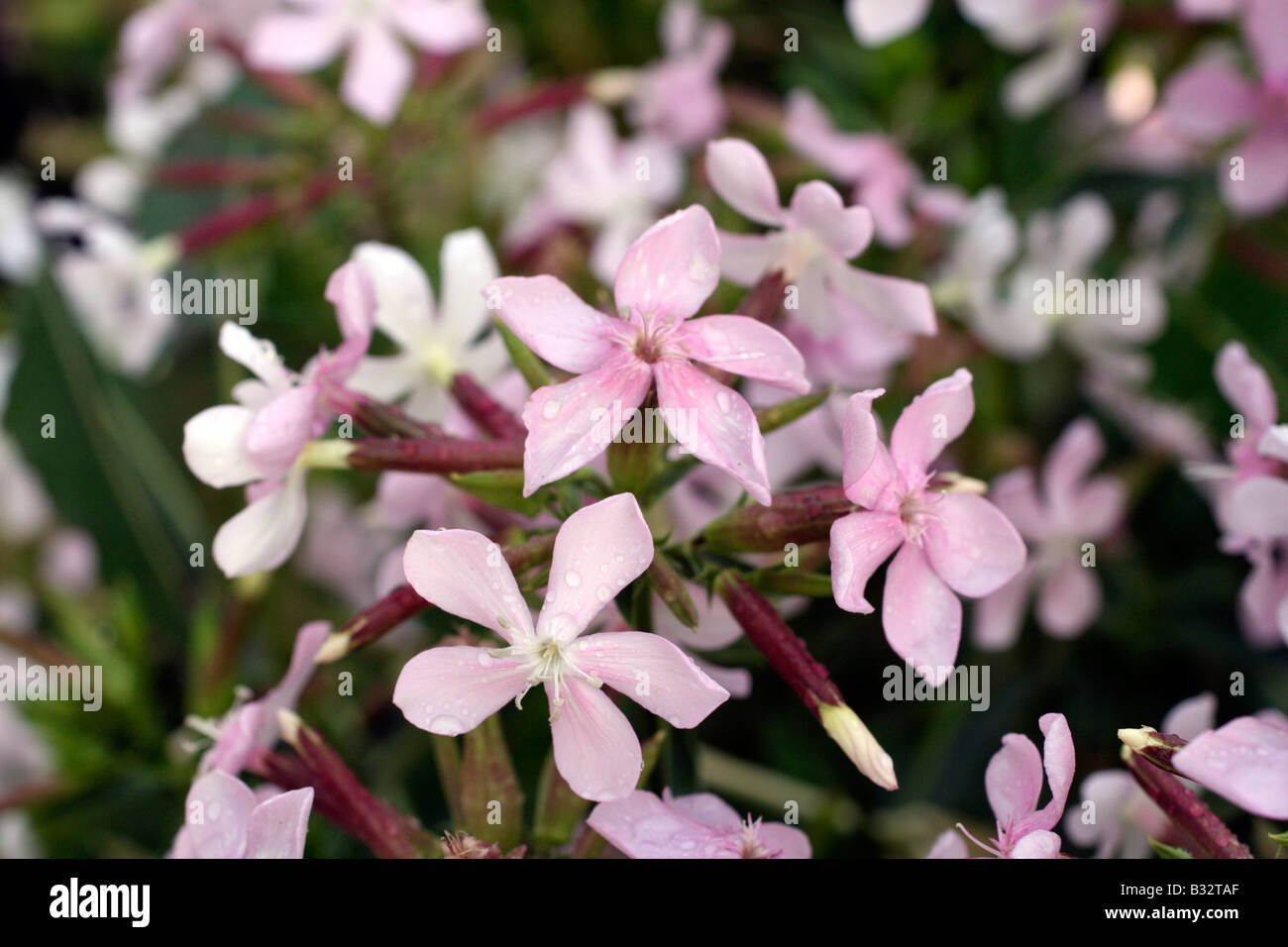 Saponaria officinalis soapwort hi-res stock photography and images - Alamy