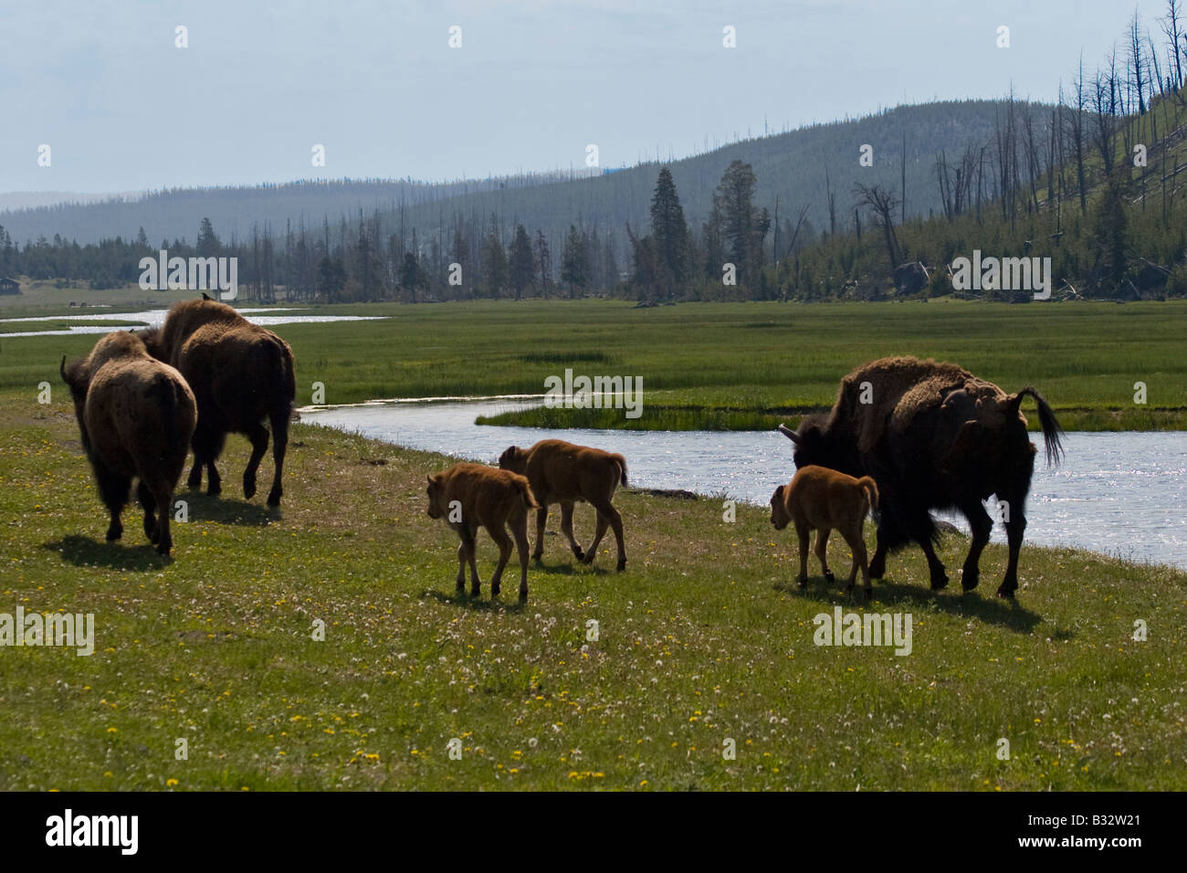 BISON COWS with their spring CALVES walk along the FIREHOLE RIVER ...