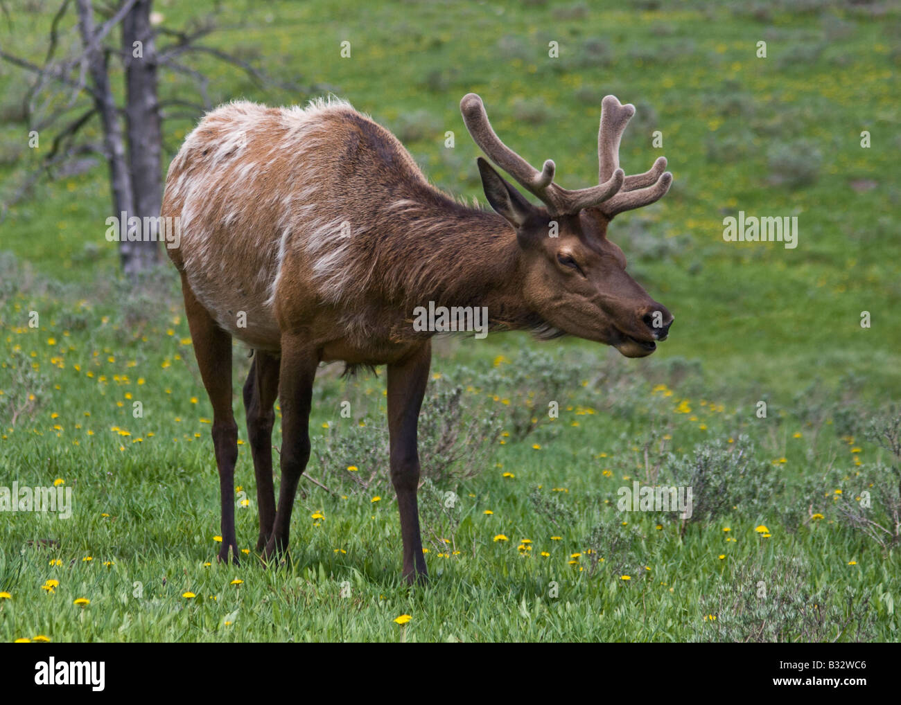 Yellowstone elk eating hi-res stock photography and images - Alamy