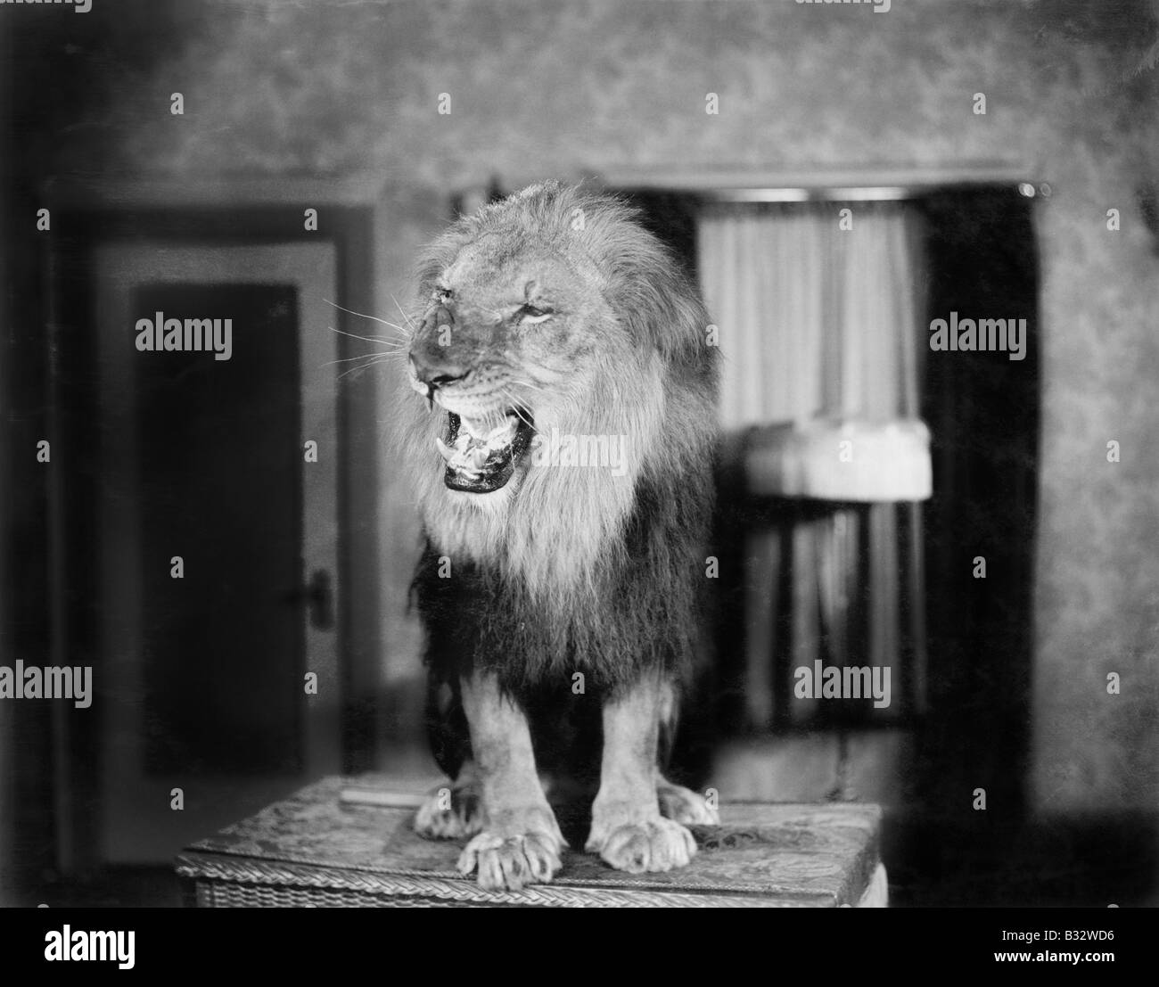 Growling lion in a living room Stock Photo - Alamy