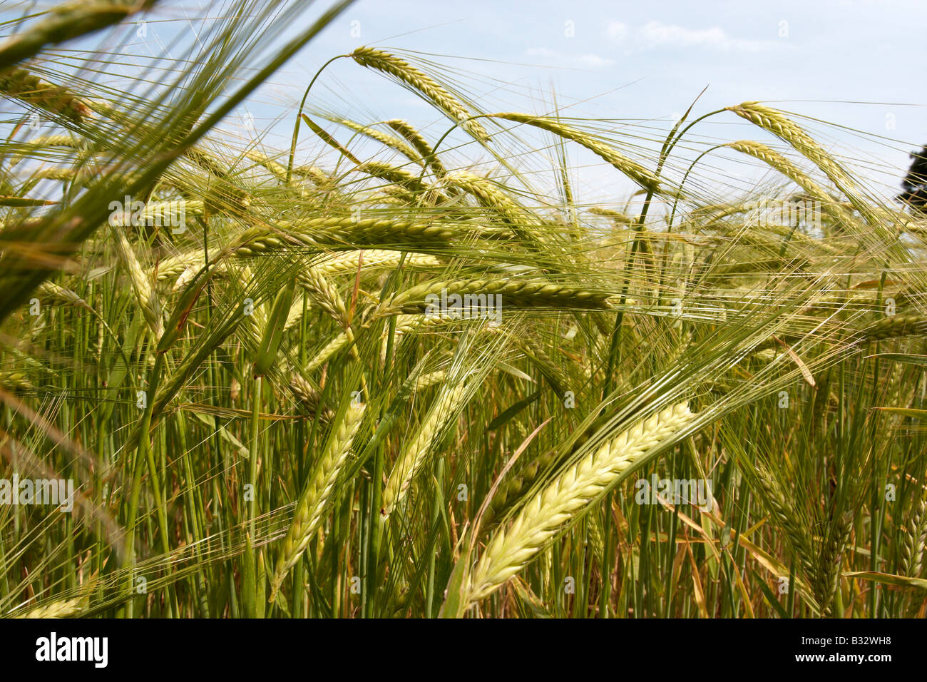 Wheat farm field hi-res stock photography and images - Alamy