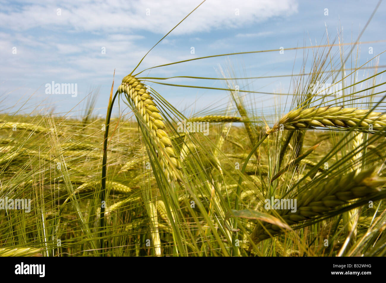 Wheat farm field hi-res stock photography and images - Alamy