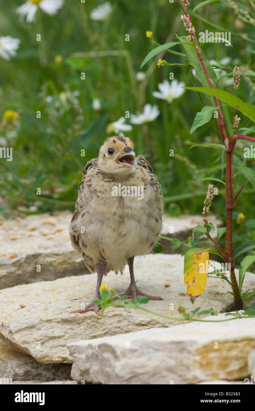 Pheasant Phasianus colchius poult young Sussex summer Stock Photo - Alamy