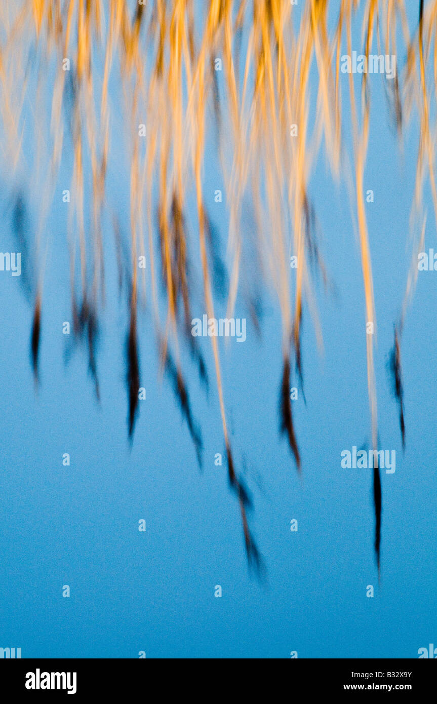 Reflection of phragmites reeds in pool Titchwell RSPB Reserve Norfolk ...