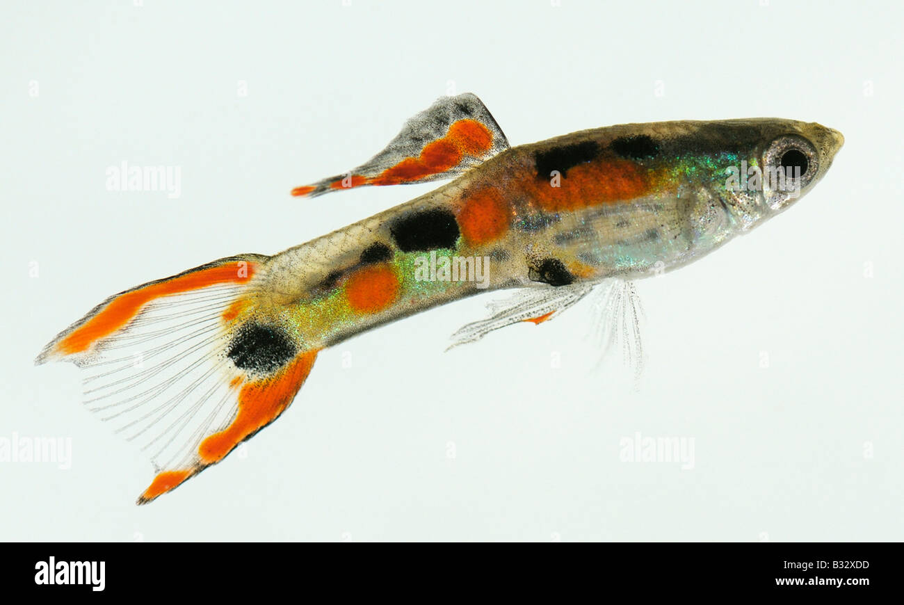Endlers Guppy, Endlers Livebearer (Poecilia wingei), male, studio ...
