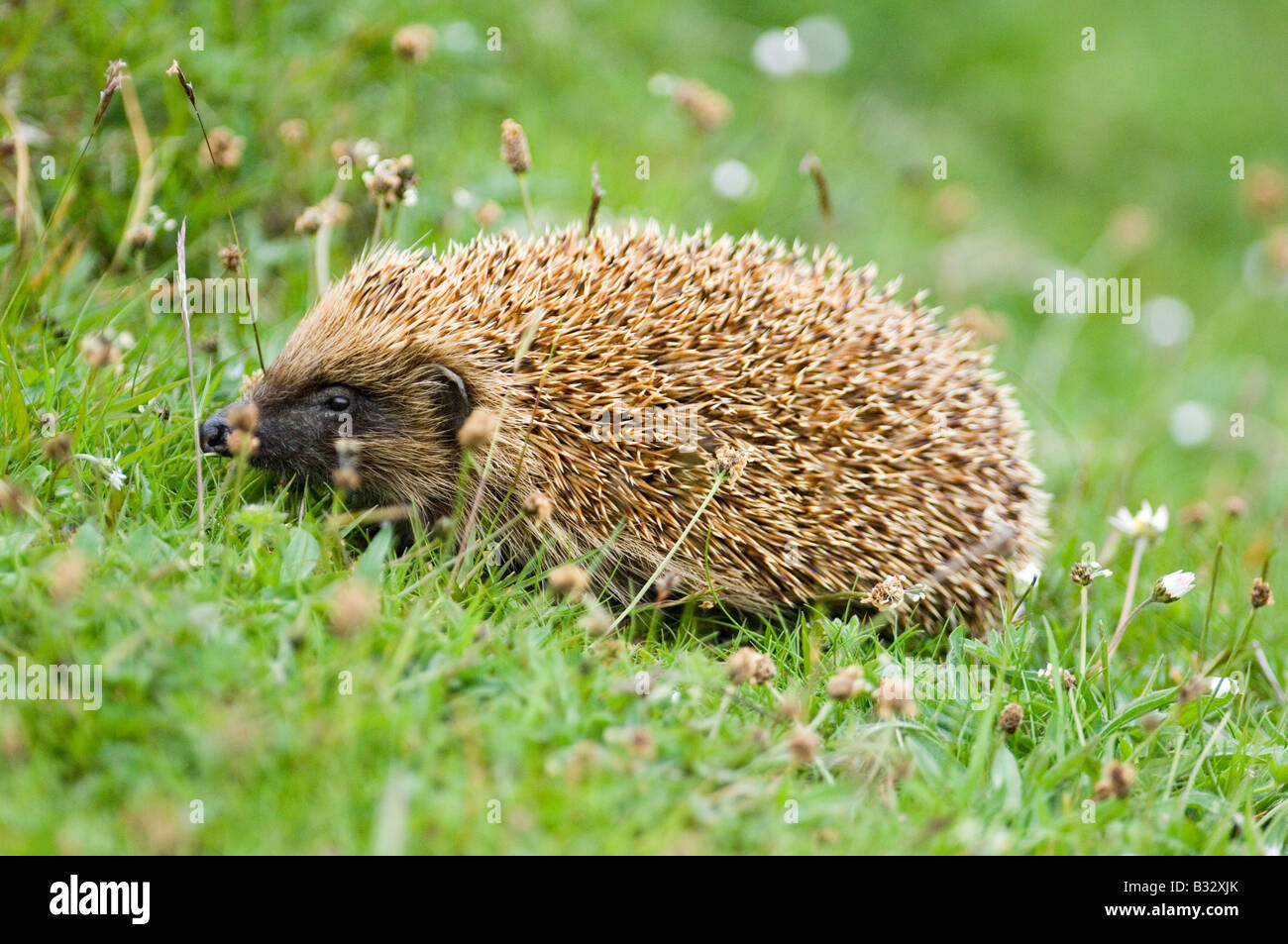Wildlife in garden hedge hi-res stock photography and images - Alamy