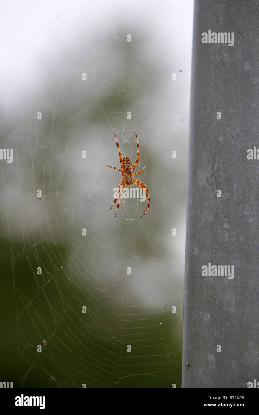 spider in the net Stock Photo - Alamy