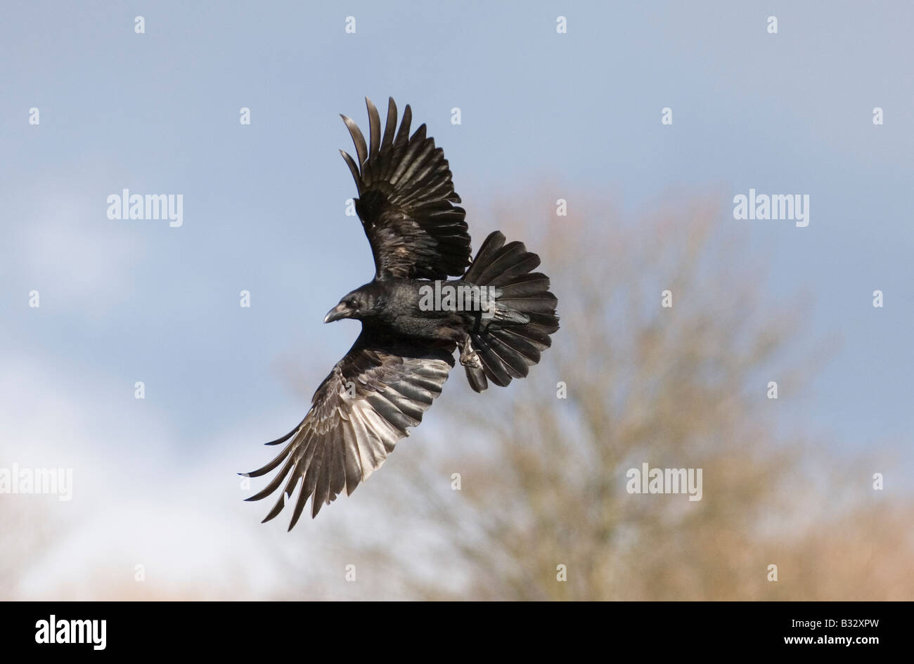 Raven bird uk flying hi-res stock photography and images - Alamy