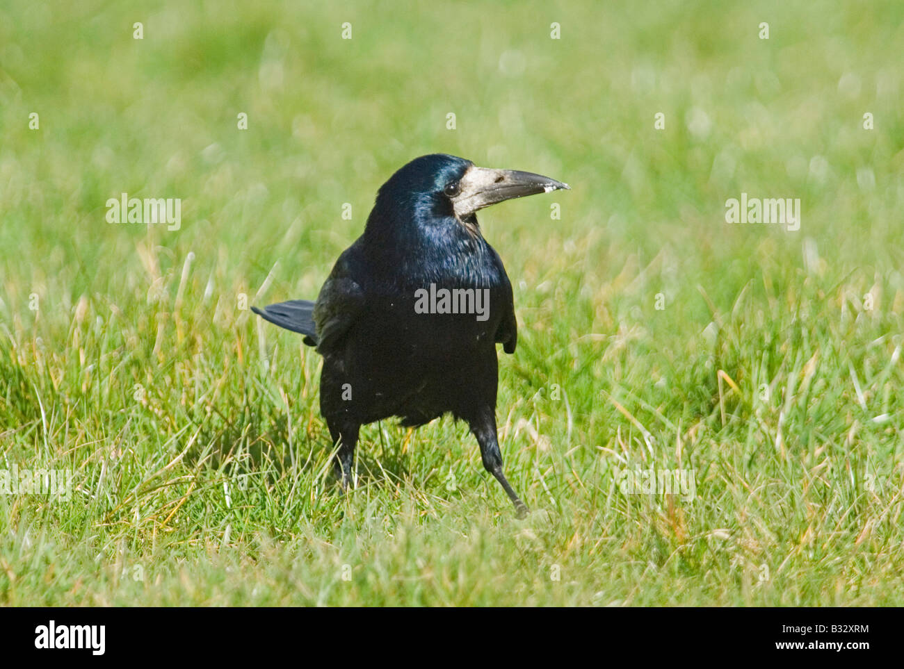 Corvid crow rook hi-res stock photography and images - Alamy