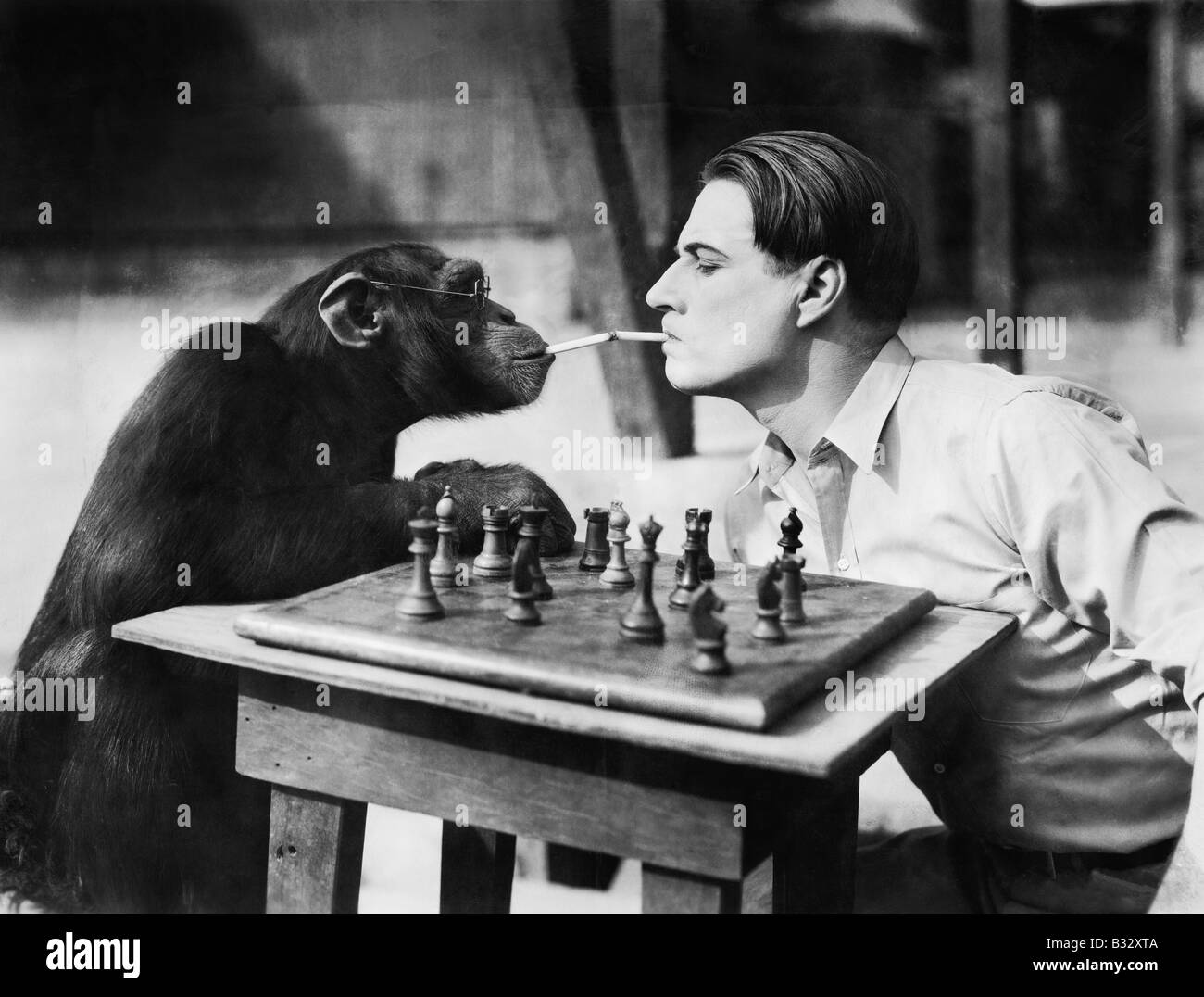 Chimpanzee and a young man playing chess and lighting their cigarettes ...
