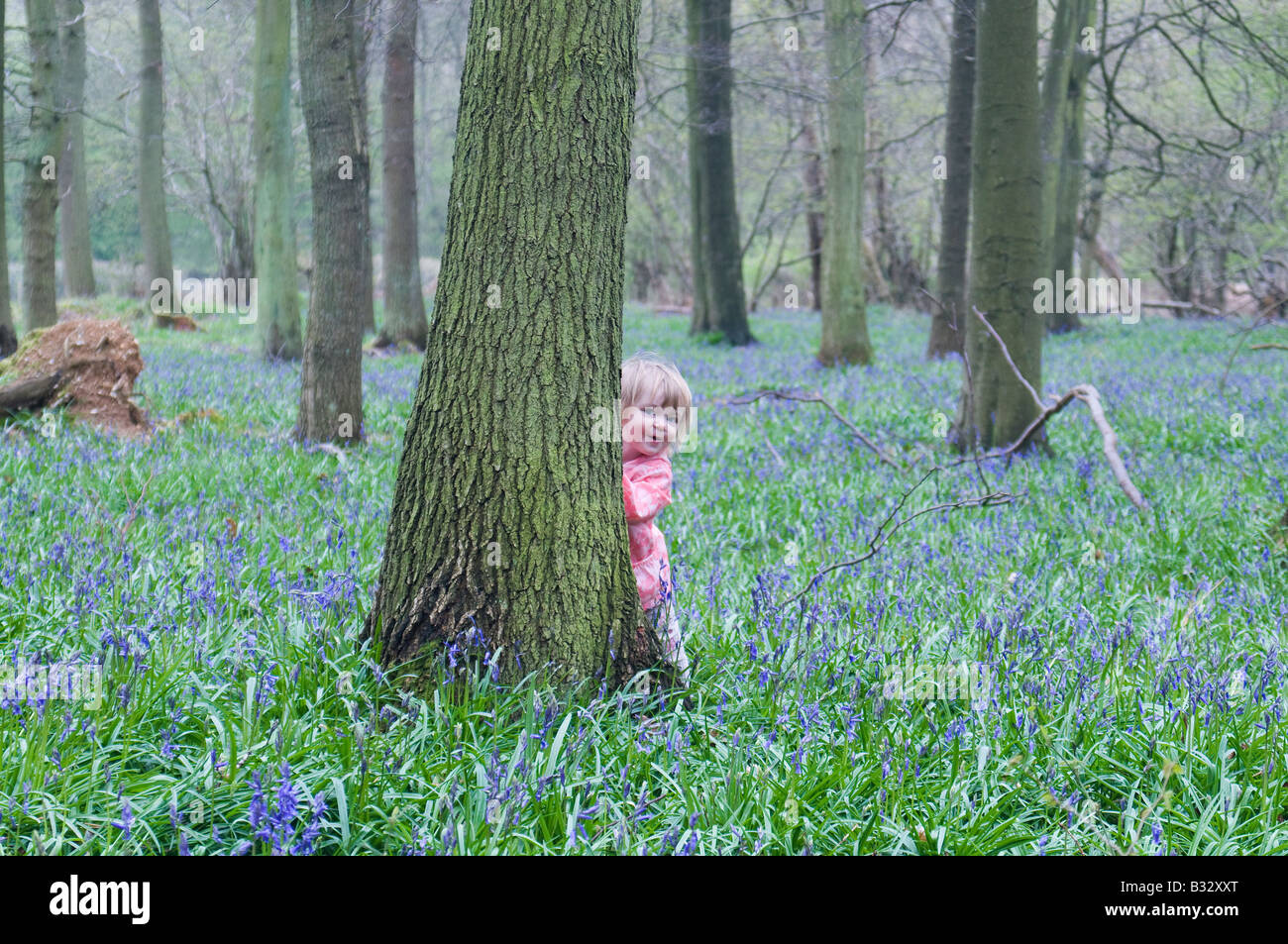 Toddler young girl peering around tree in Bluebell wood Bucks UK April ...