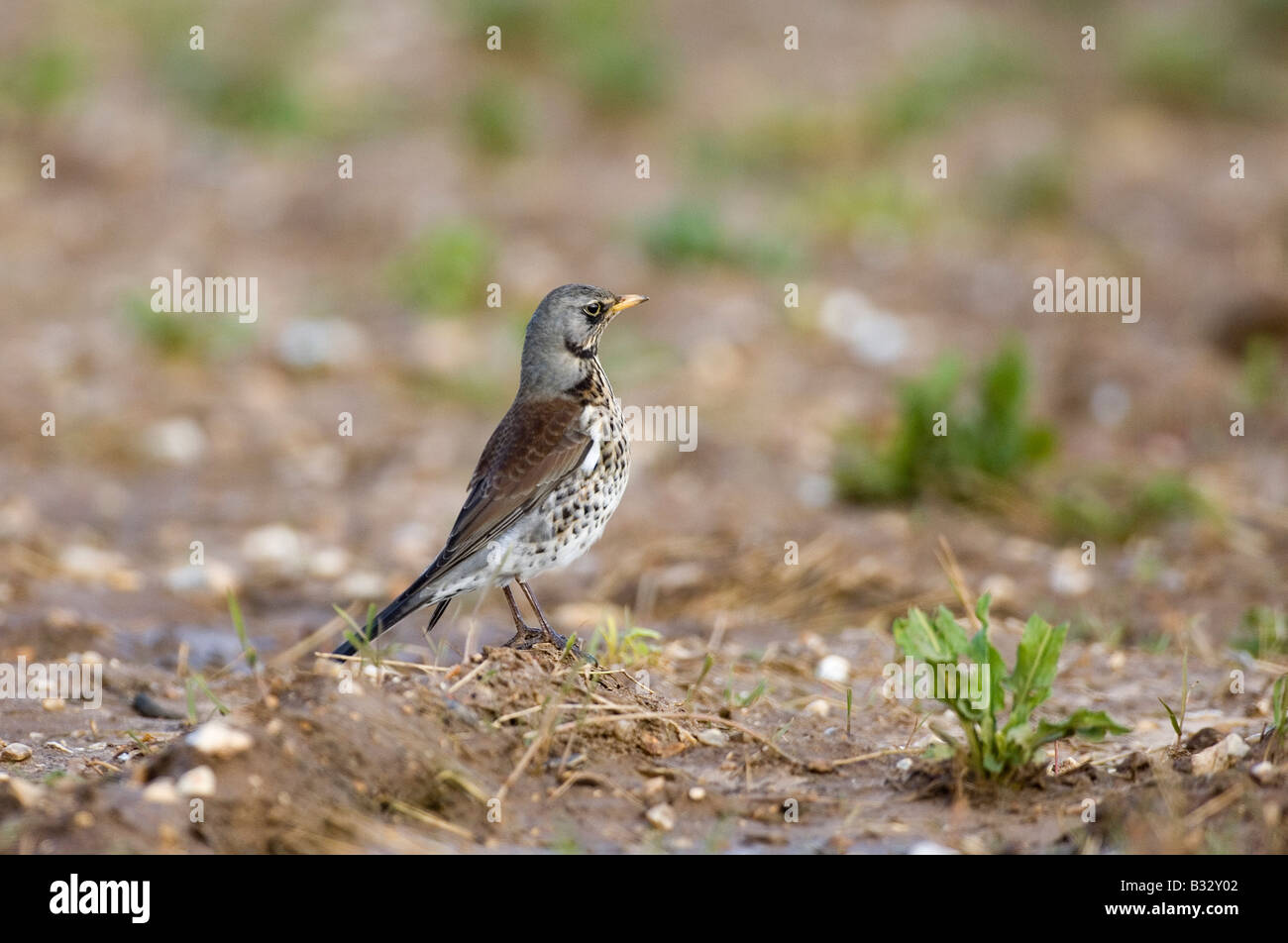 Fieldfare Turdus pilaris feeding on farmland Norfolk winter Stock Photo ...