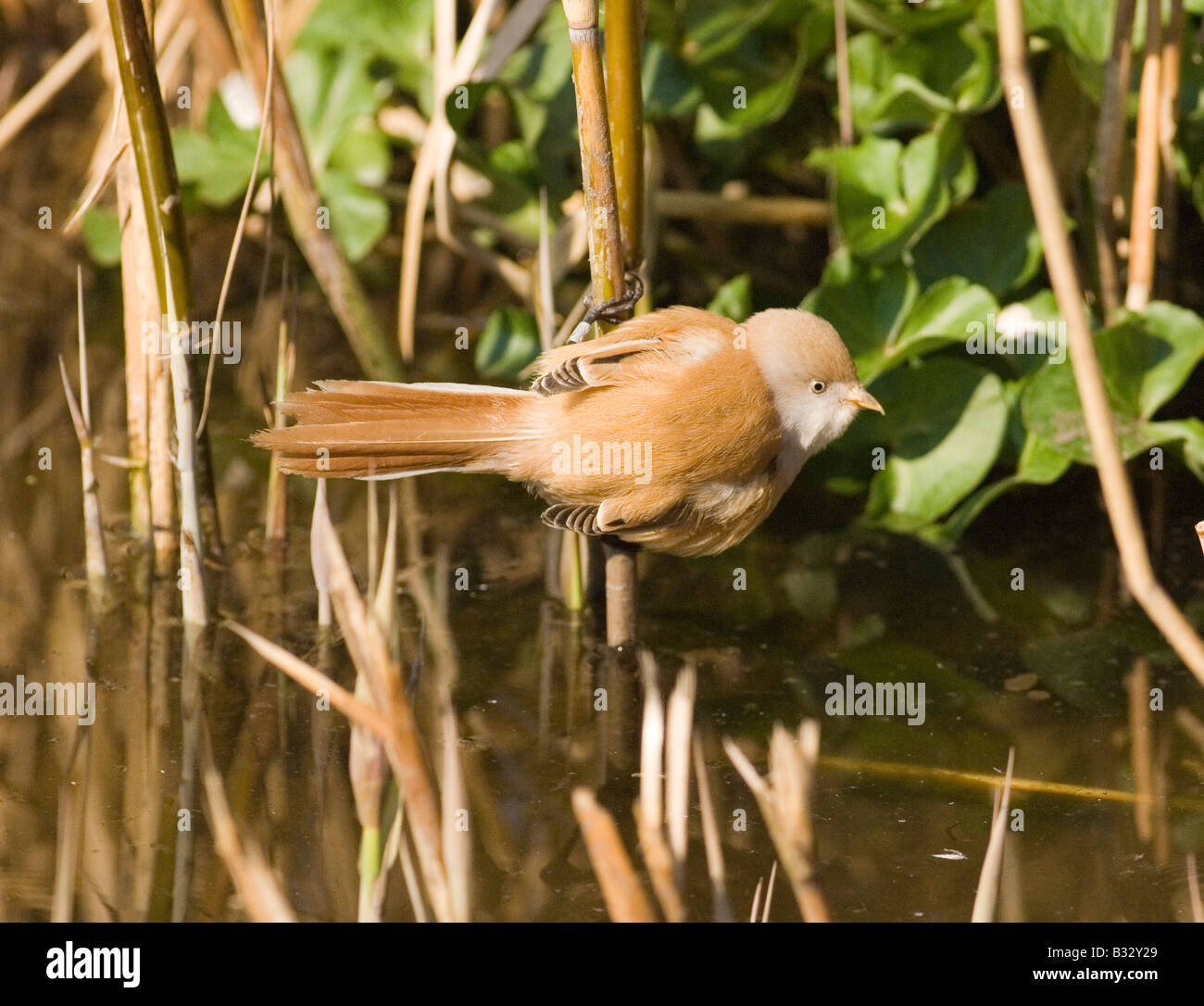 Bearded Tit Panurus biarmicus female in reedbed Norfolk winter Stock ...