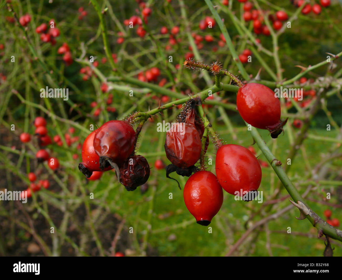 Briar rose hi-res stock photography and images - Alamy