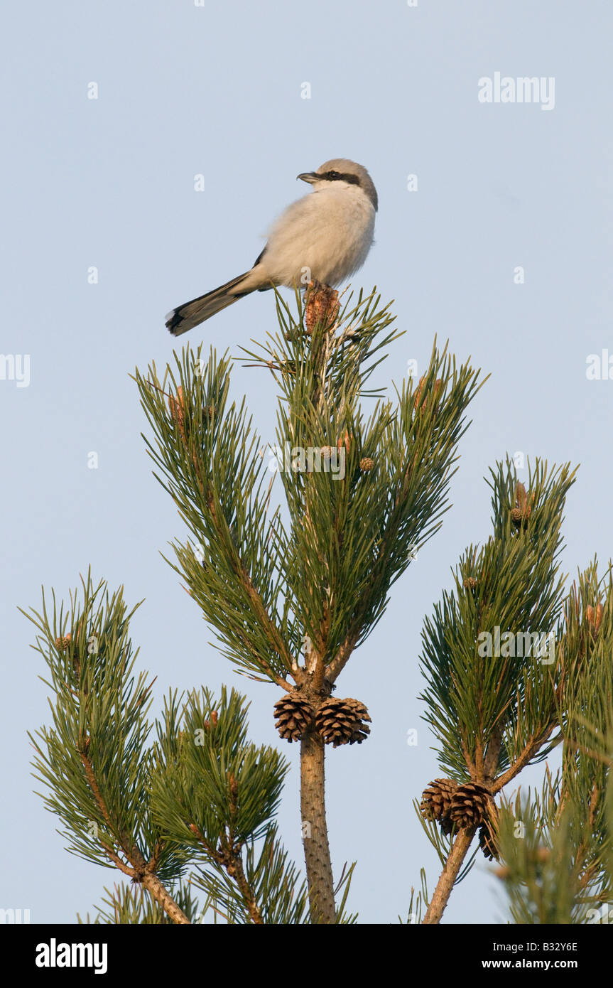 Lanius hi-res stock photography and images - Alamy