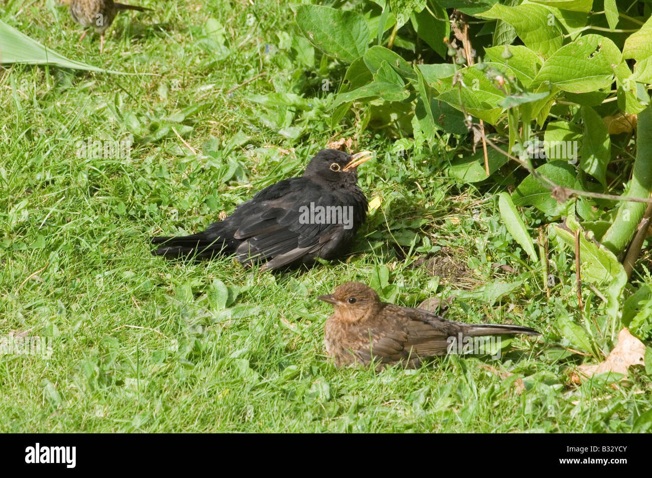 Bathinguk hi-res stock photography and images - Alamy