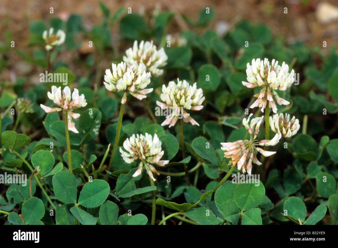 White Clover (Trifolium repens), flowers Stock Photo - Alamy