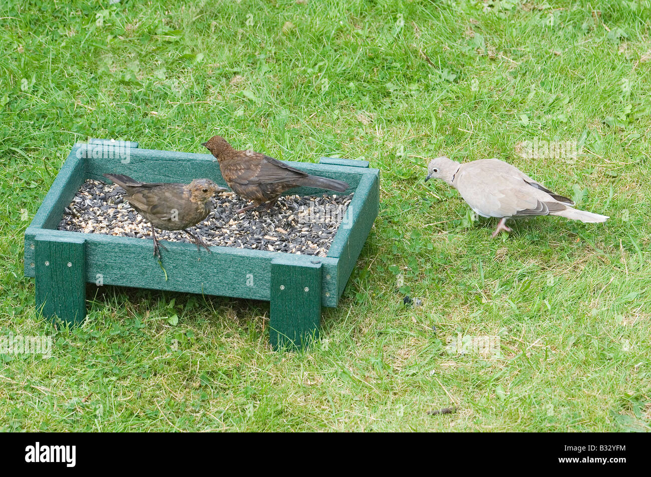 Garden birds (Collared Doves and Blackbirds at garden bird feeder UK ...