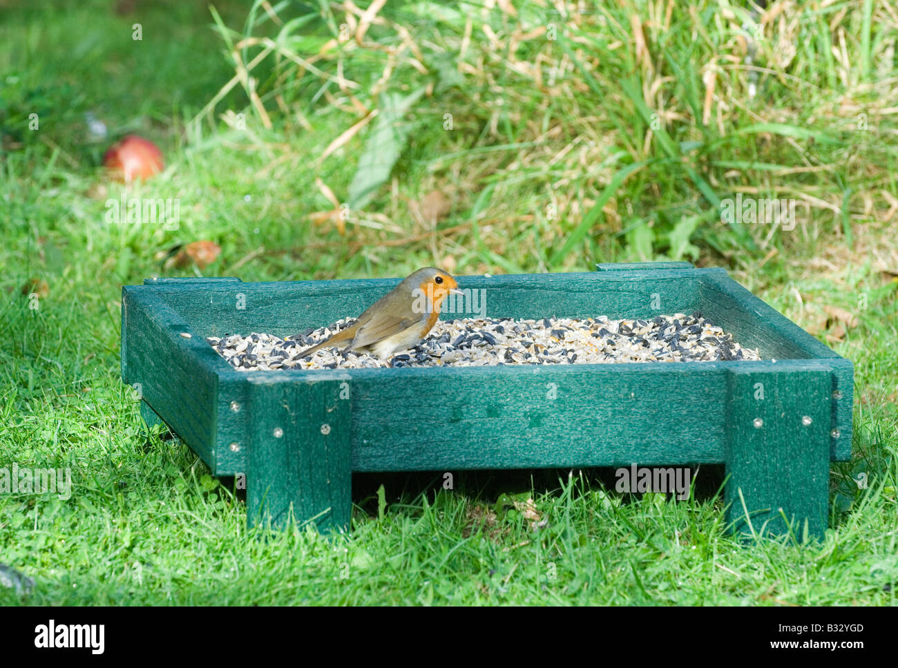 Robin at garden bird feeder UK Stock Photo - Alamy