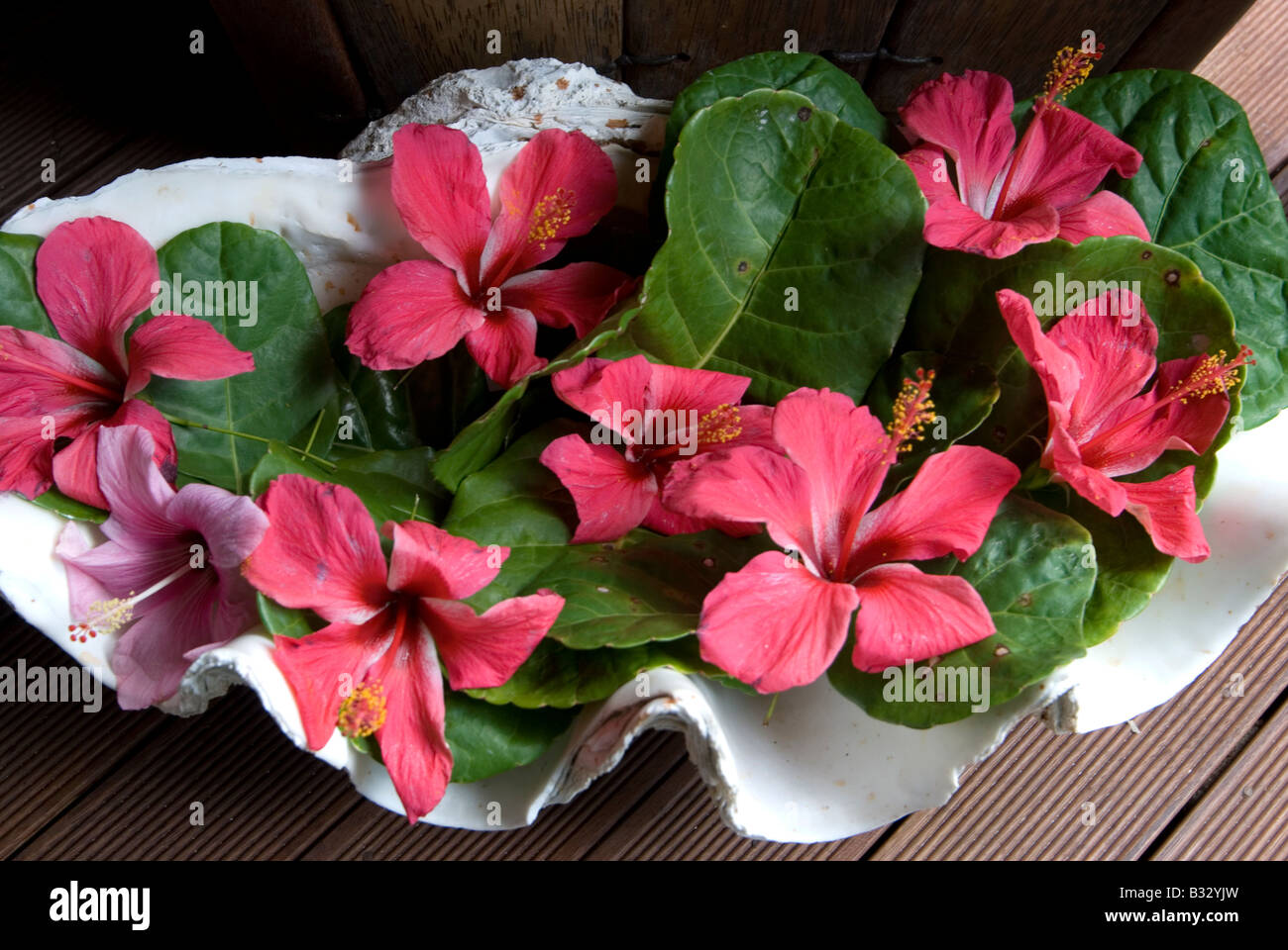 Flower cook islands hi-res stock photography and images - Alamy