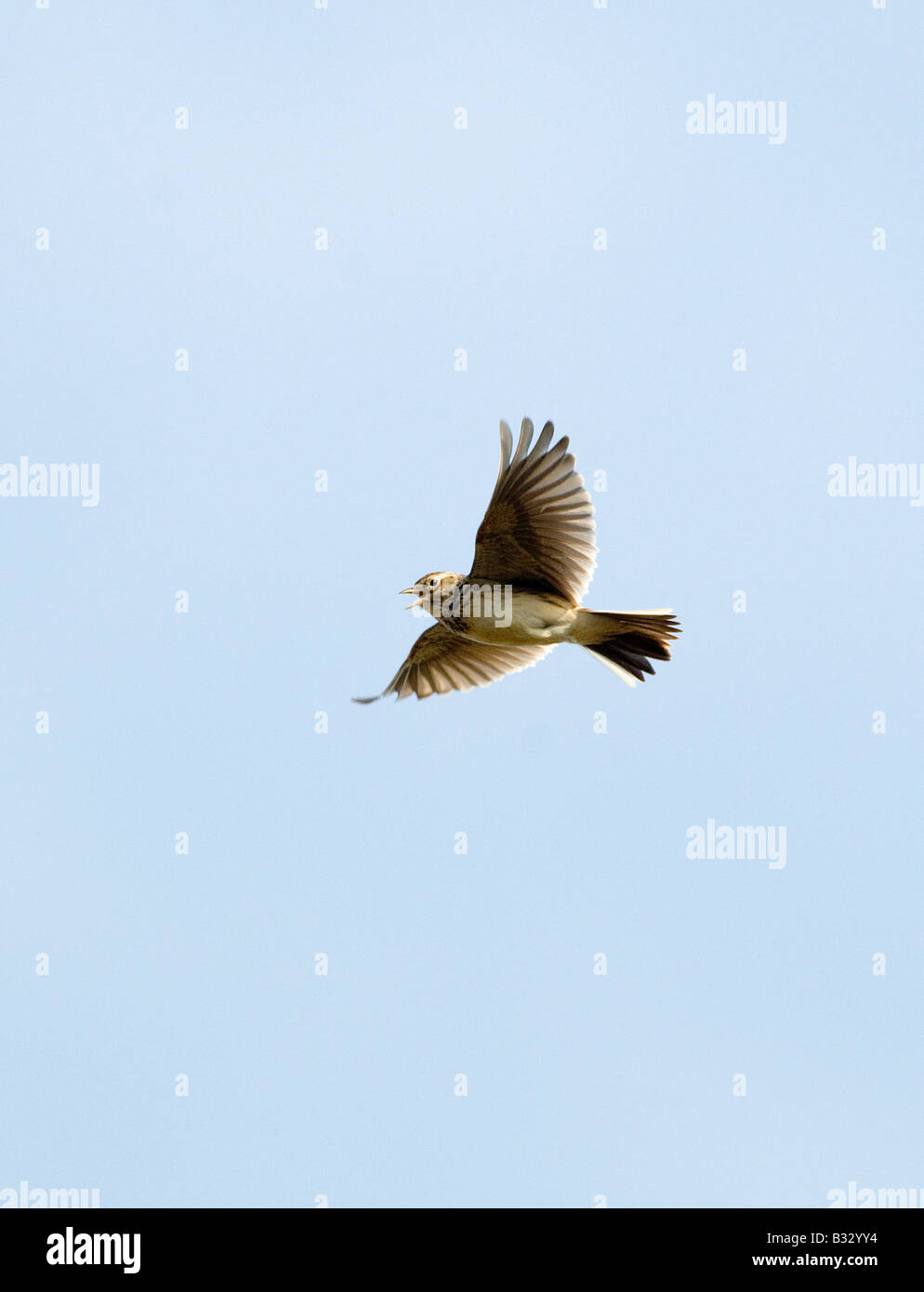 Skylark bird in flight hi-res stock photography and images - Alamy