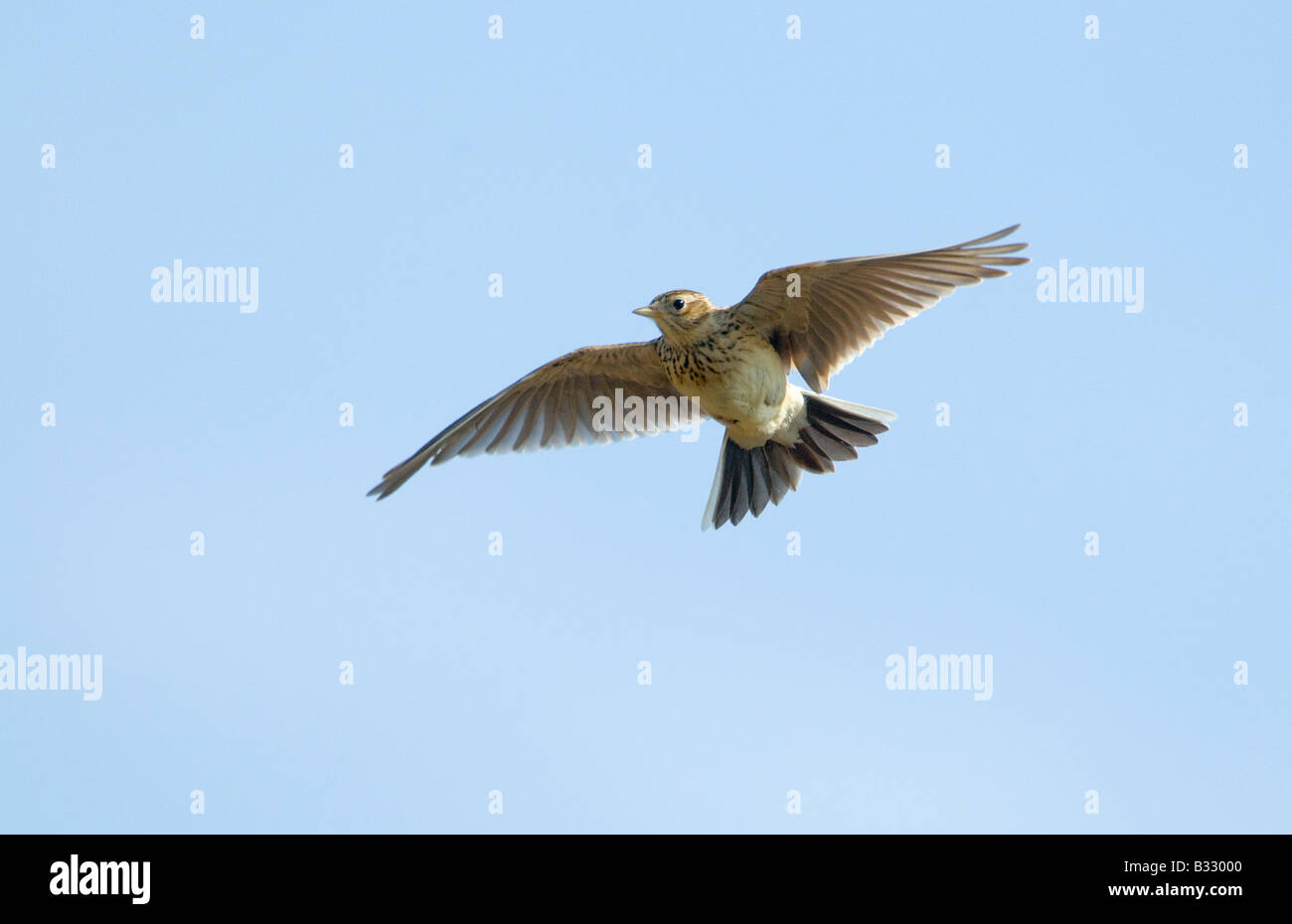 Skylark flying hi-res stock photography and images - Alamy