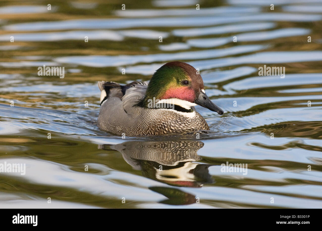 Falcated Duck Anas falcata male captive Stock Photo - Alamy