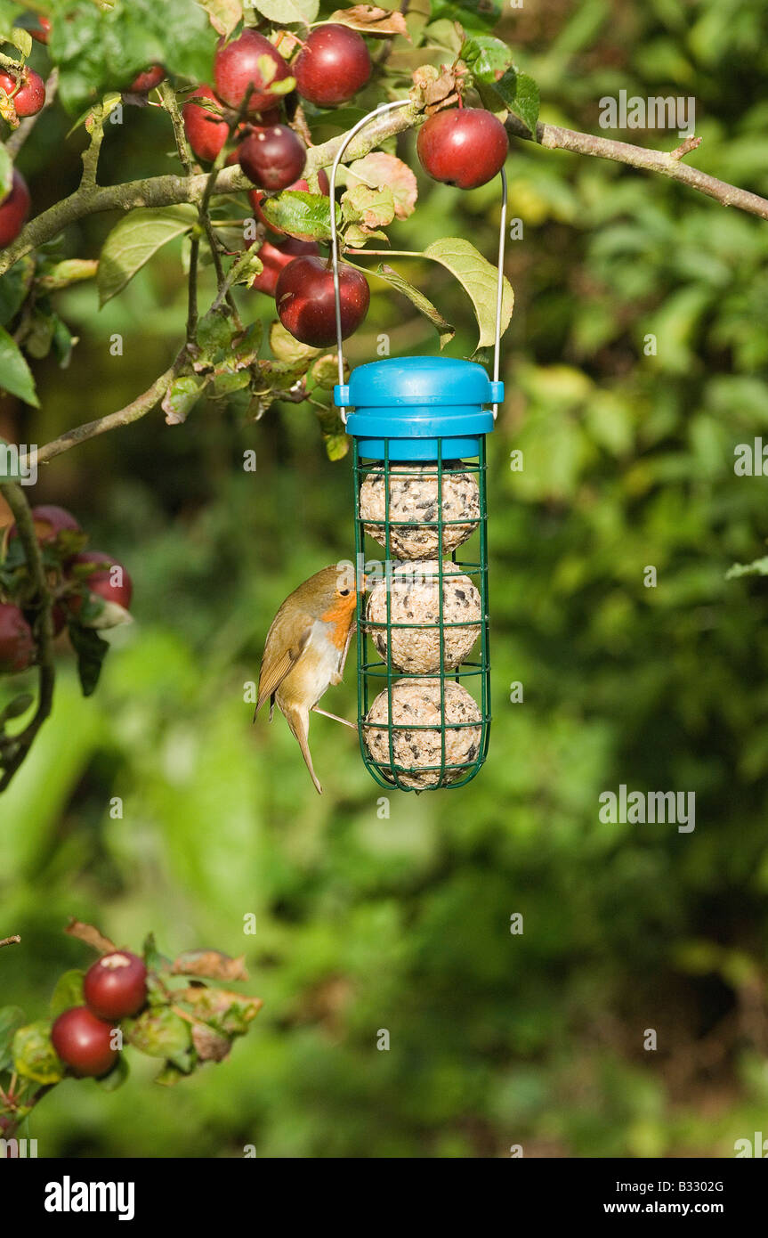 Fat robin hi-res stock photography and images - Alamy