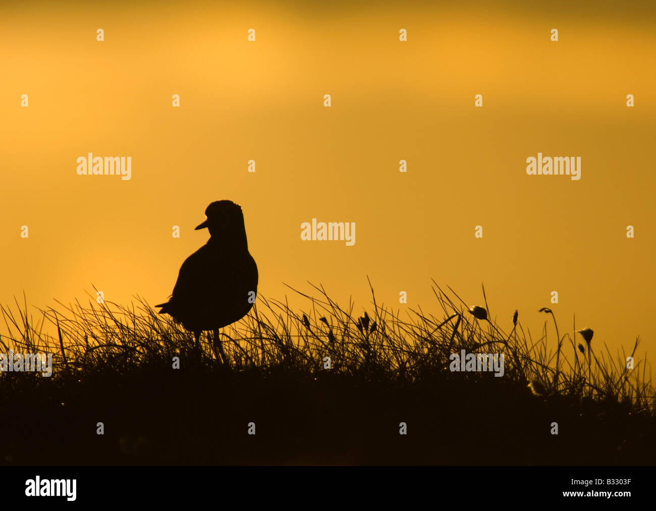 Golden Plover Pluvialis apricaria Shetland spring Stock Photo - Alamy