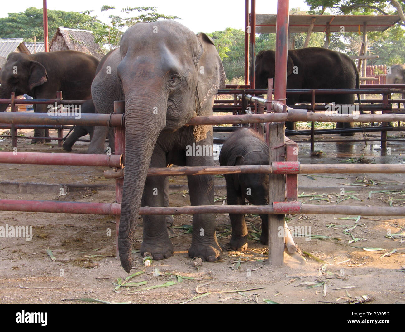 Asia, Thailand, elephants Stock Photo - Alamy