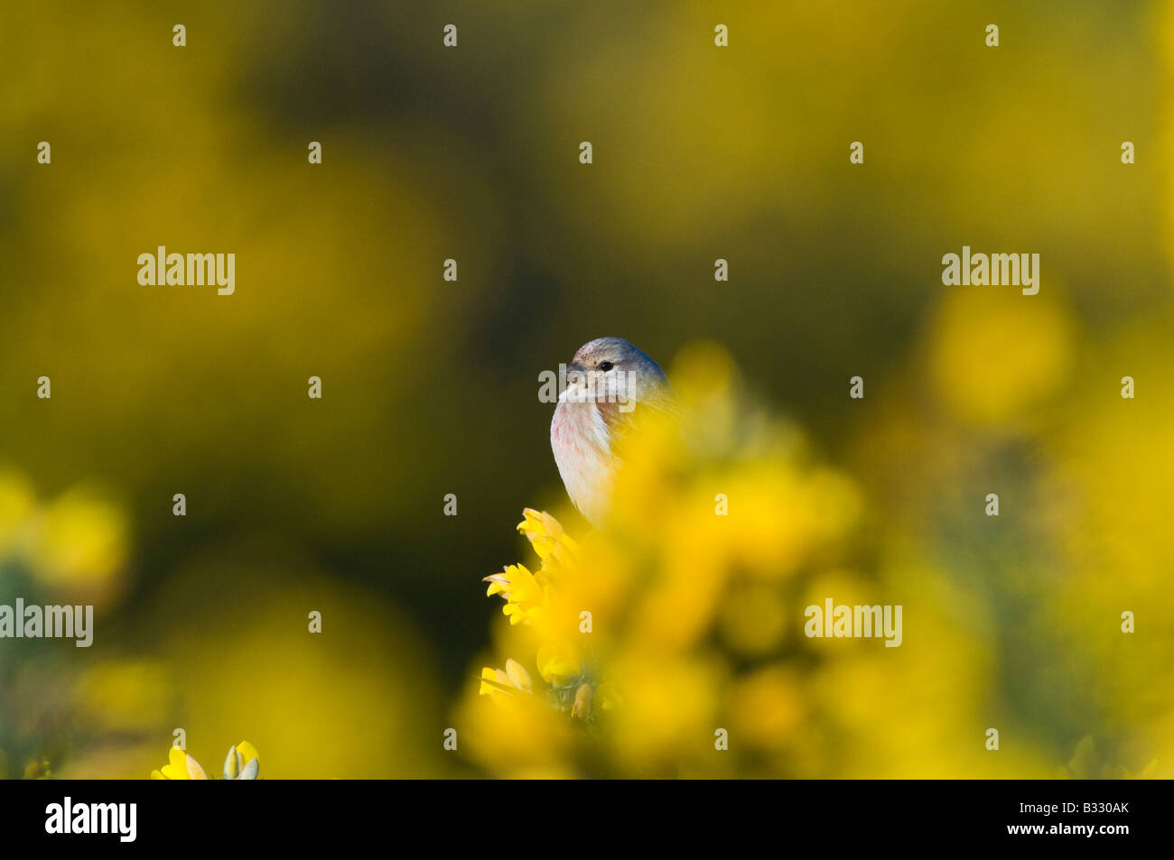 Linnet Stock Photos & Linnet Stock Images - Alamy