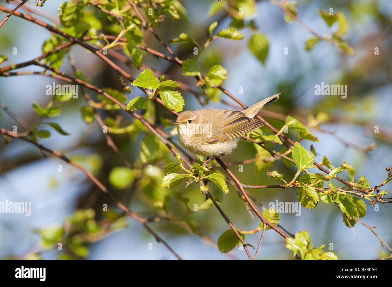Chiff chaff bird uk hi-res stock photography and images - Alamy