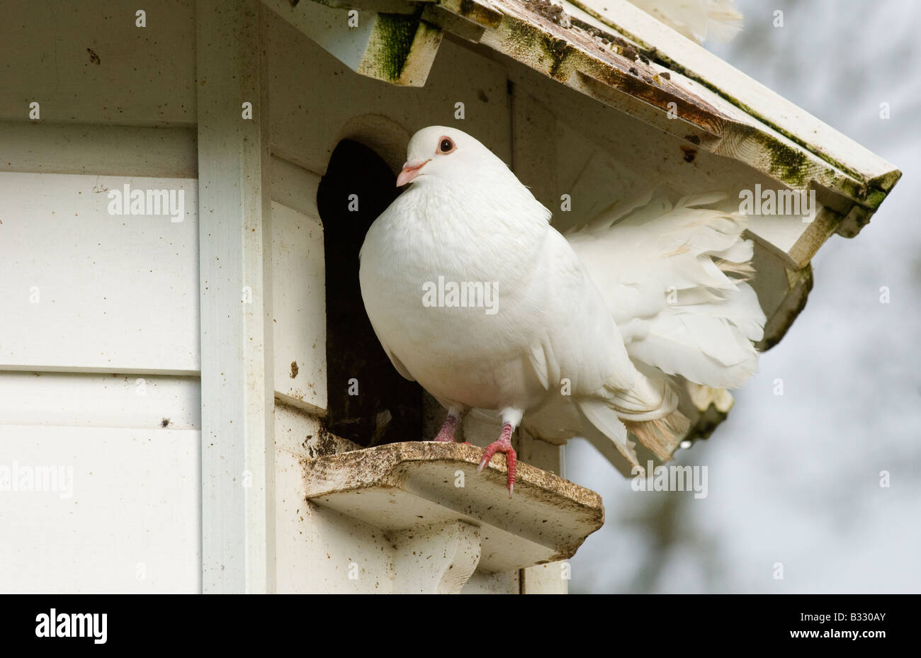 Fantail Pigeon Loft