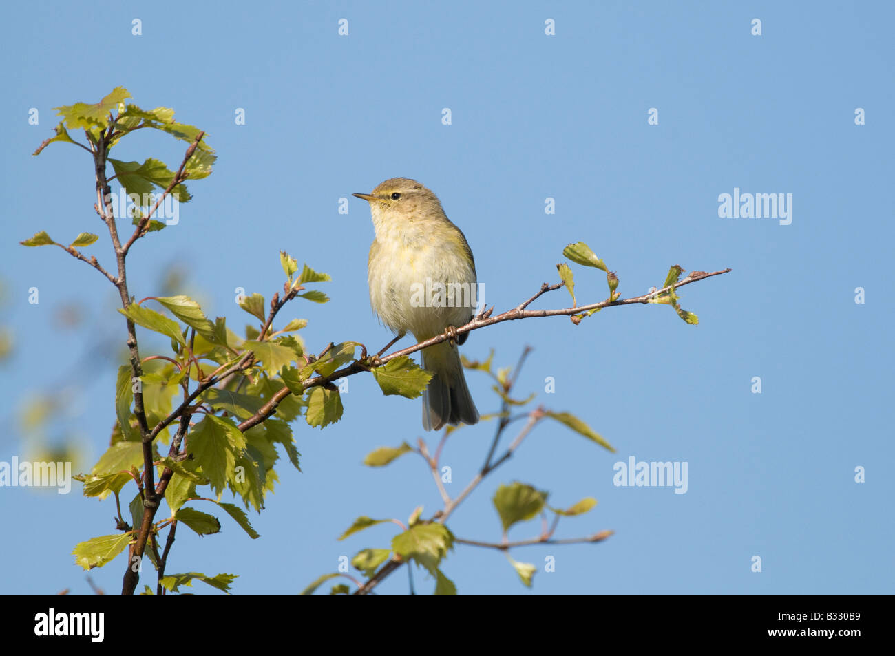Chiff chaff bird uk hi-res stock photography and images - Alamy