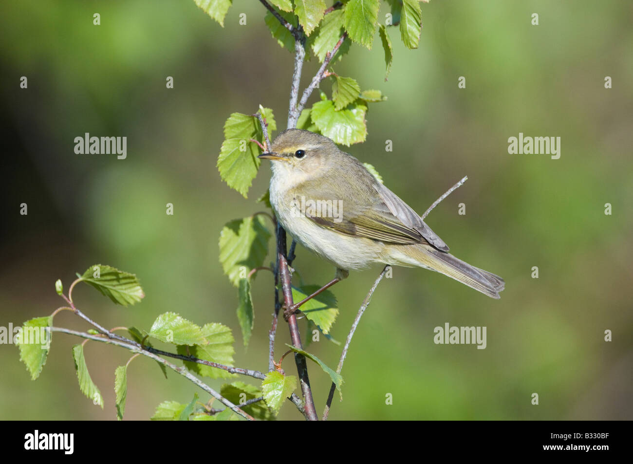 Chiff chaff bird uk hi-res stock photography and images - Alamy