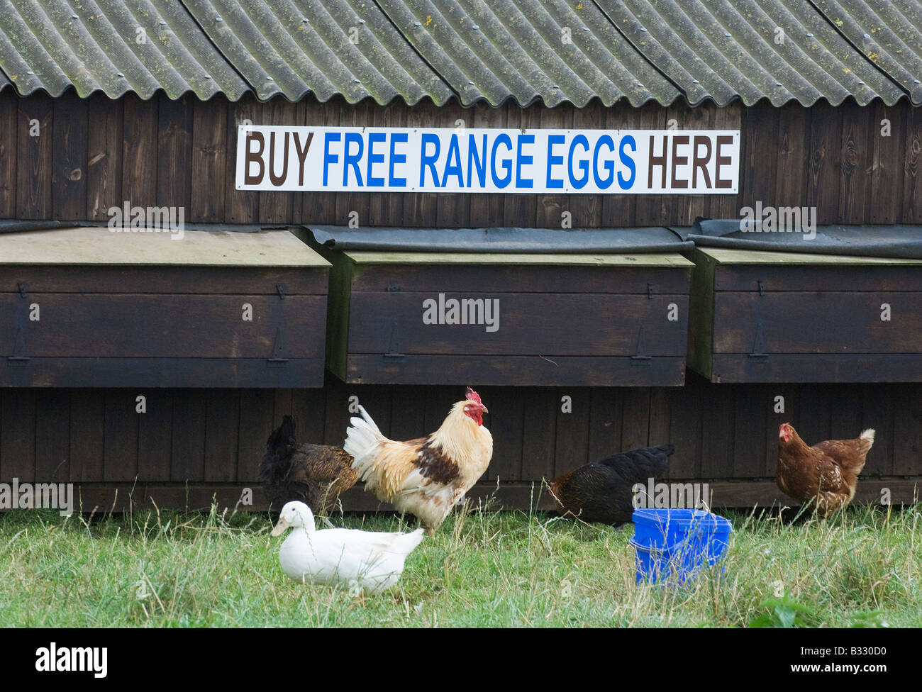 Chickens and ducks on free range egg farm Cornwall Stock Photo - Alamy
