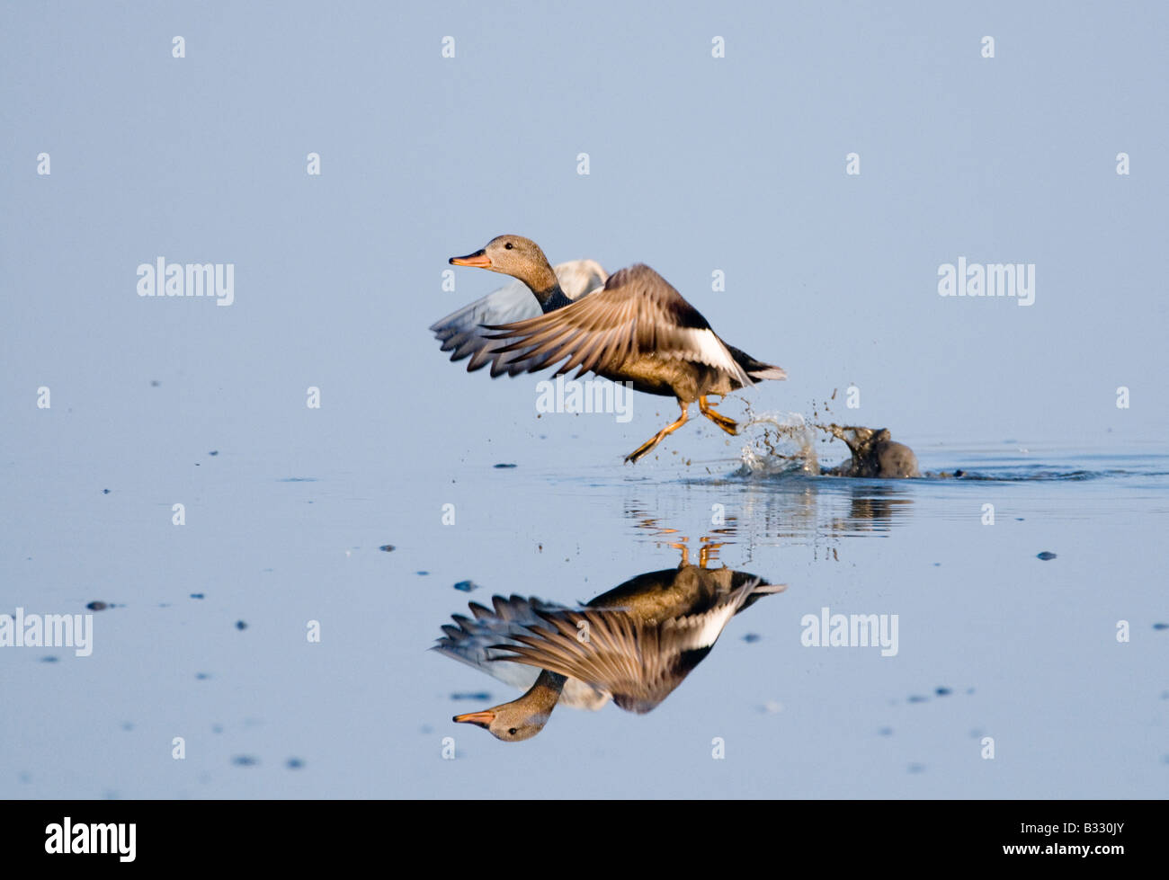 Gadwall anas strepera flying hi-res stock photography and images - Alamy