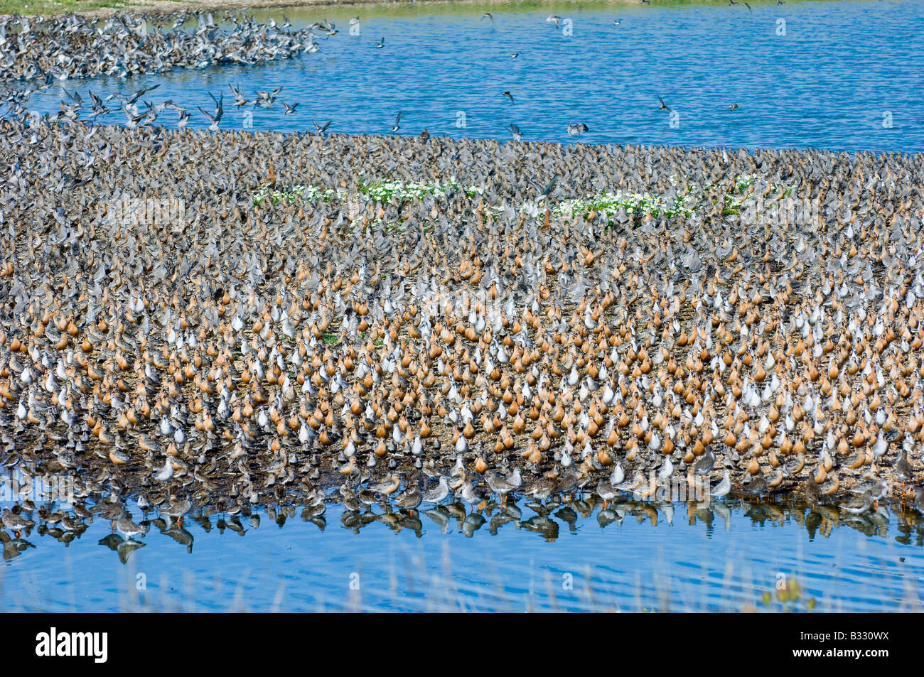 Knot calidris canutus at high tide roost on island in gravel pit at ...