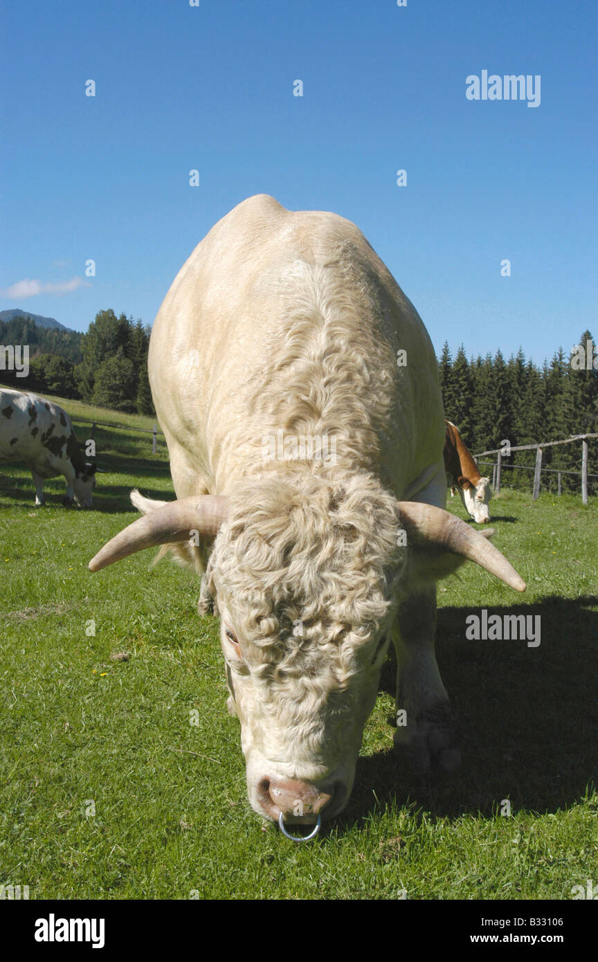 Bull breed hi-res stock photography and images - Alamy