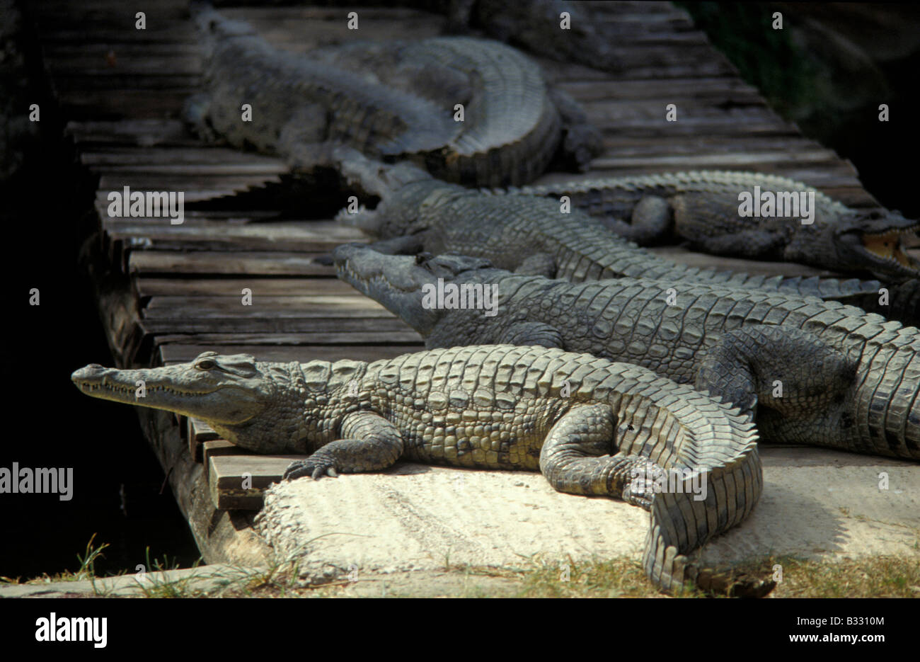Africa crocodile ranch hi-res stock photography and images - Alamy