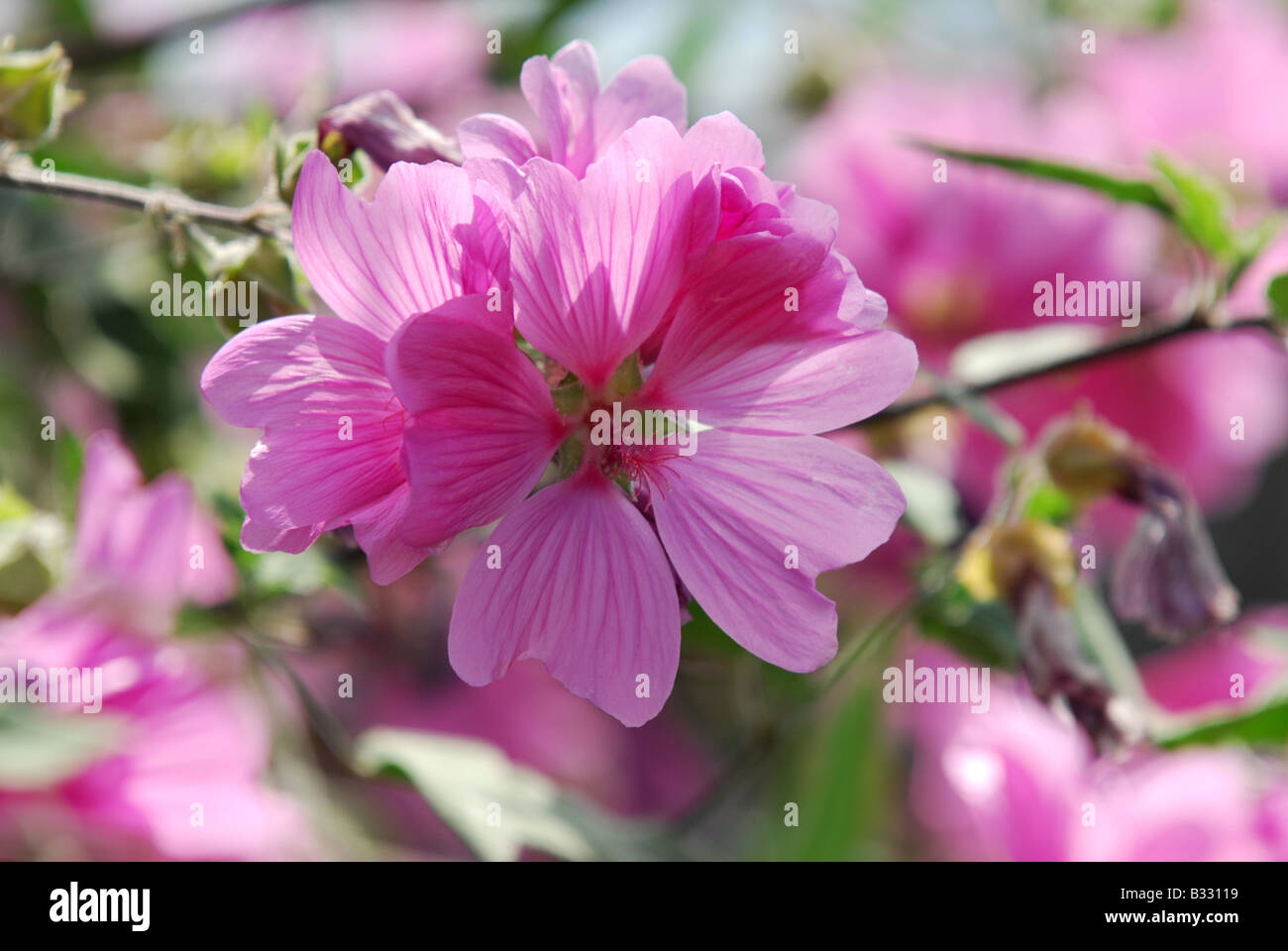 a bright pink Mallow flower Stock Photo - Alamy