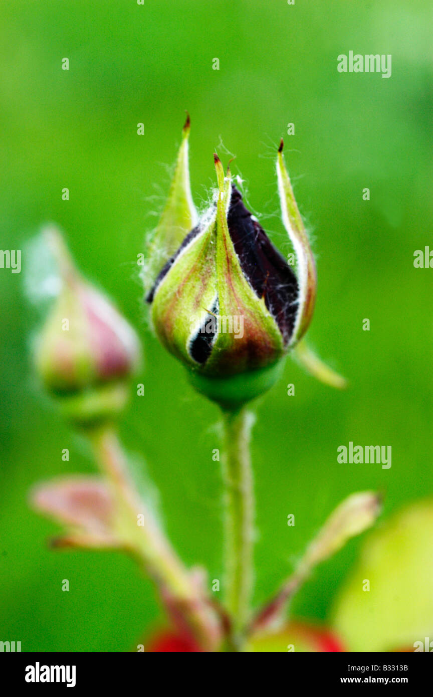 Buds vegetation hi-res stock photography and images - Alamy