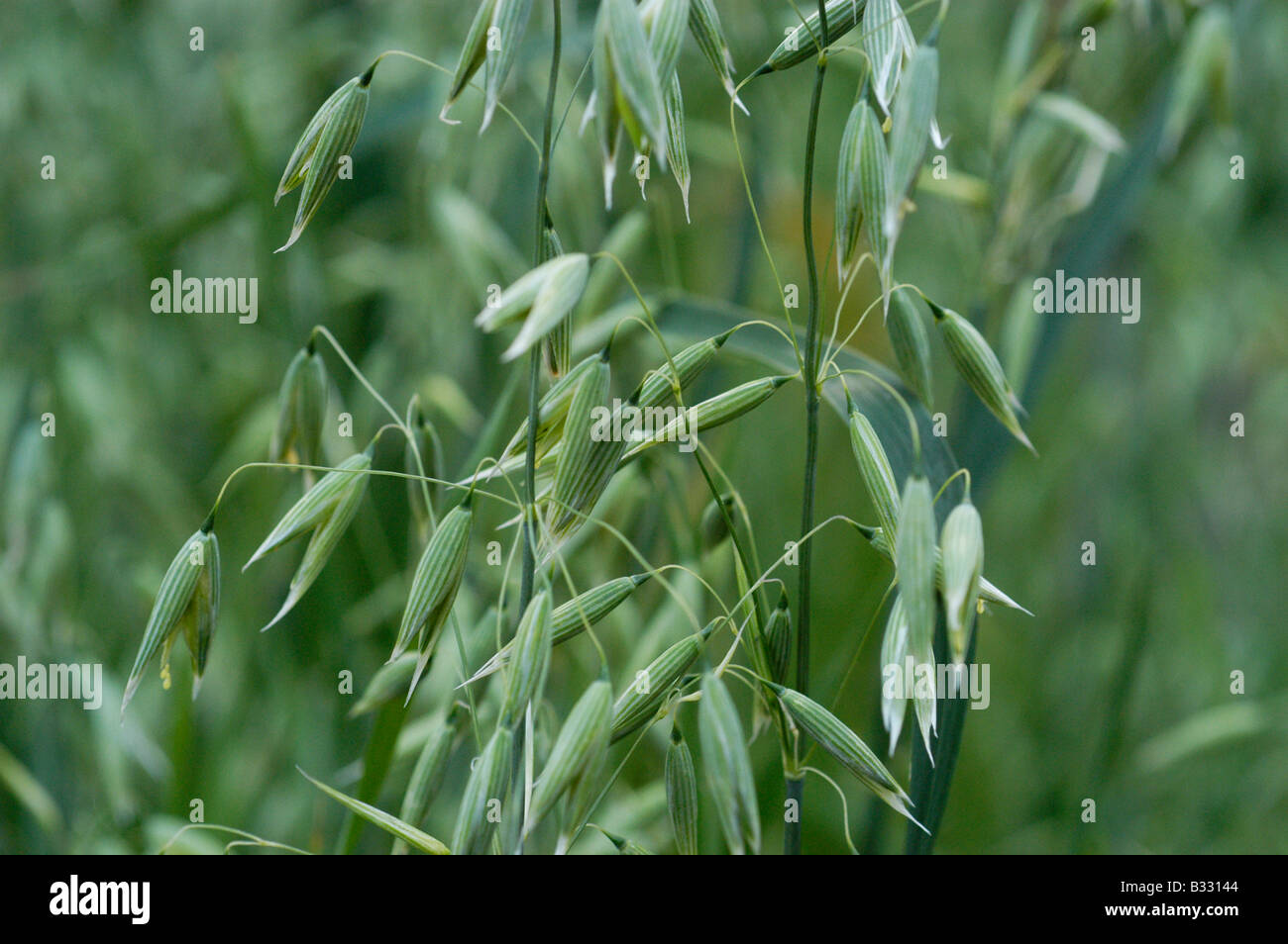 Oats (Avena sativa L Stock Photo - Alamy